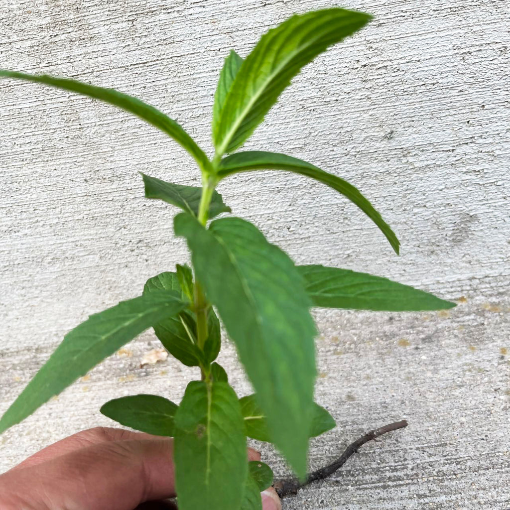 1 Plant Mint Spearmint Live Plant Edible Aromatic Herb Plant, Organic ...