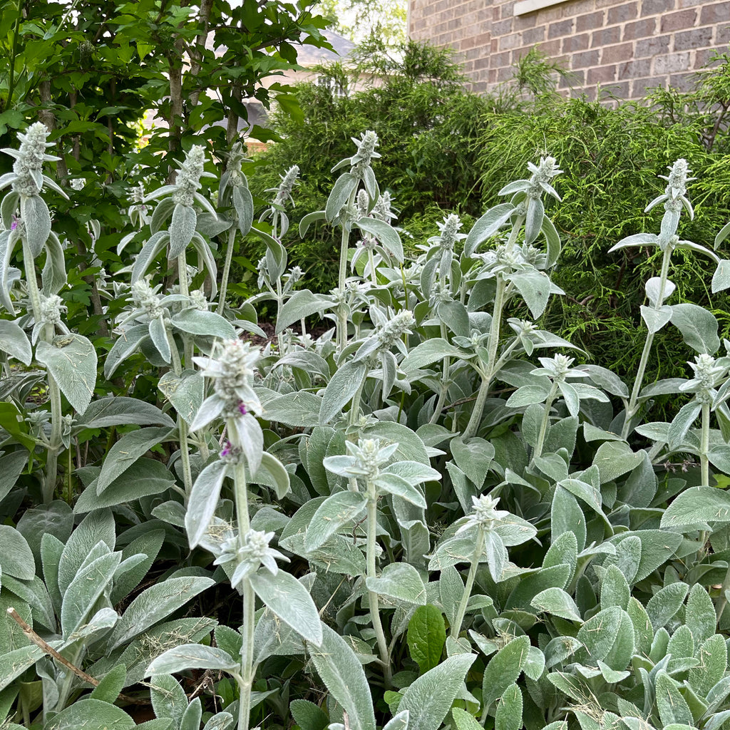 LAMBS EAR LIVE PLANT PERENNIAL - 6 PLANTS Lambsear-6PK – FixtureDisplays